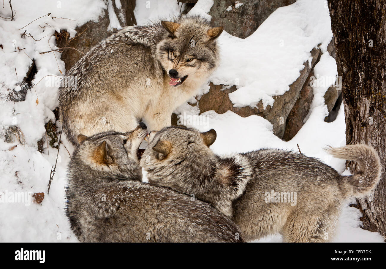 Three Grey Timber Wolves fighting Stock Photo - Alamy
