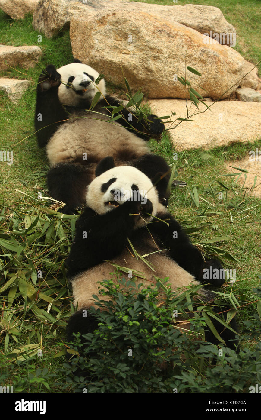 Giant Panda, Pandas, Macau Panda's Pavillion, Macau Stock Photo - Alamy