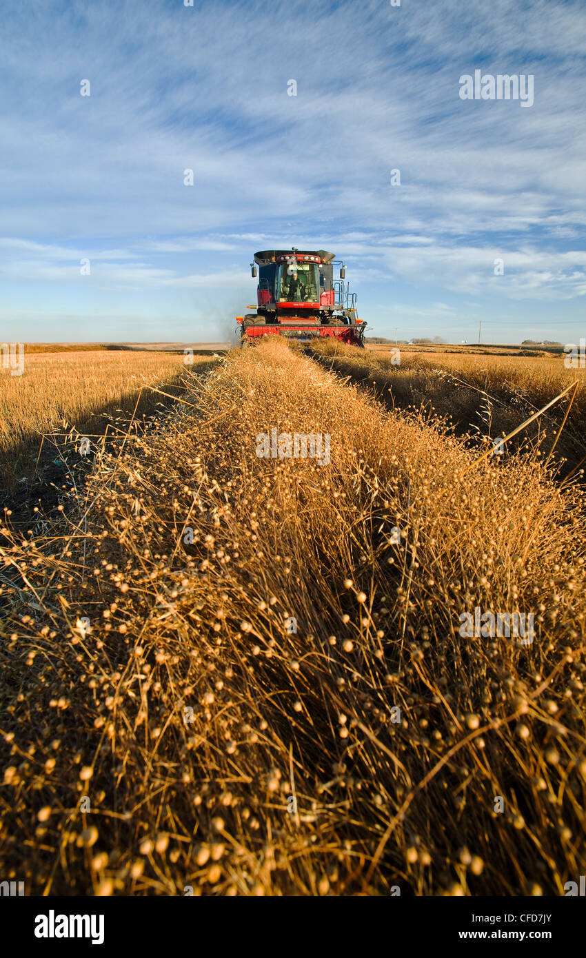 A combine harvests flax, near Lorette, Manitoba, Canada Stock Photo - Alamy