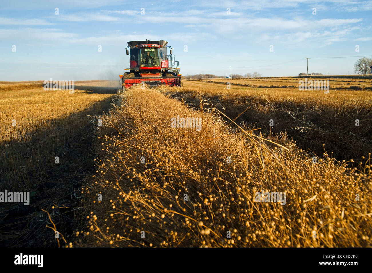 Harvesting Flax High Resolution Stock Photography and Images - Alamy