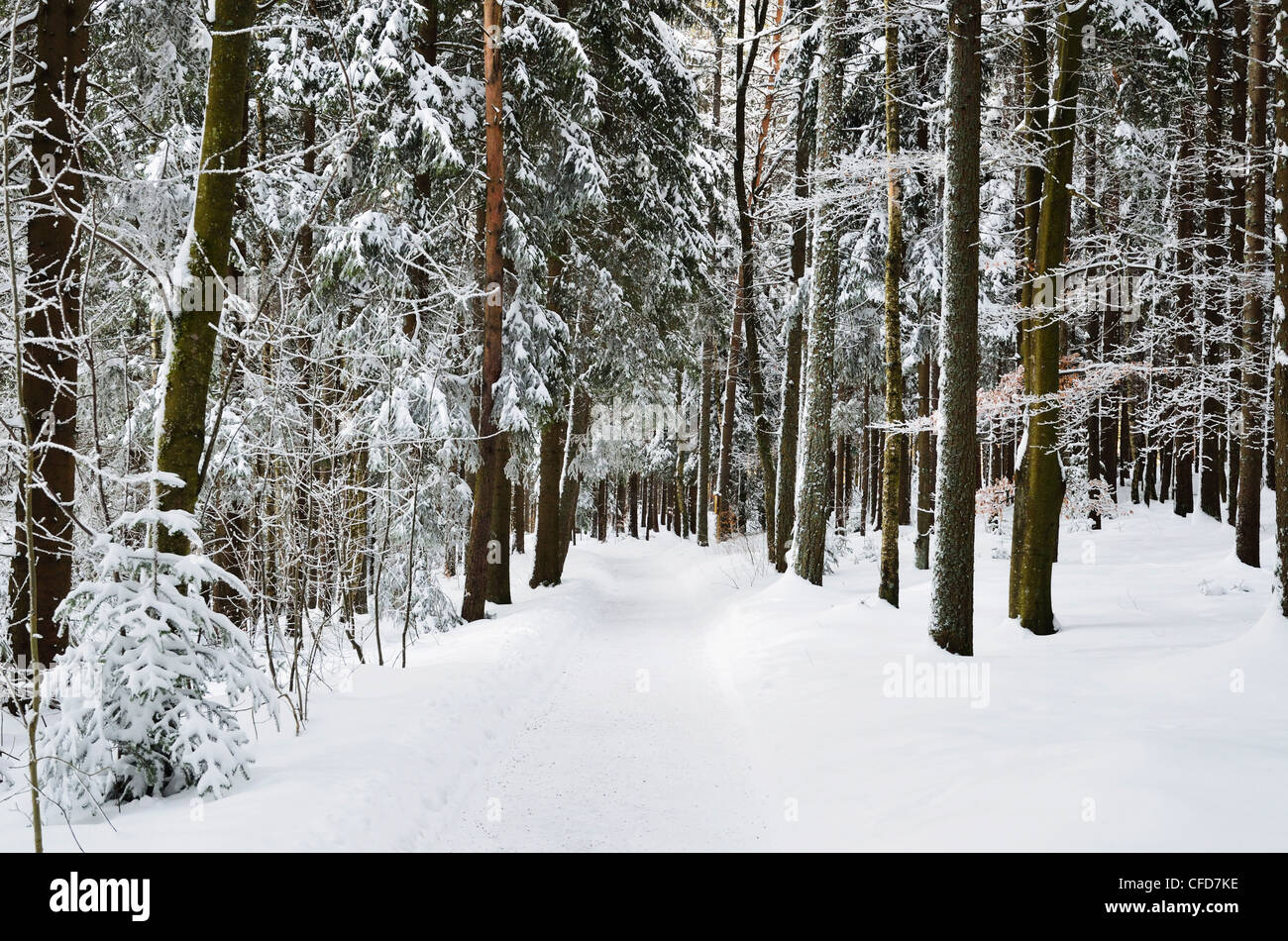 Winter landscape, near Koenigsfeld,,Forest, Baden-Wutttemberg, Germany ...