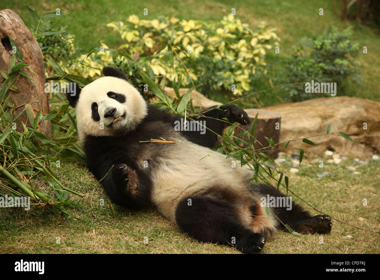 Giant Panda, Panda, Macau Panda's Pavillion, Macau Stock Photo - Alamy