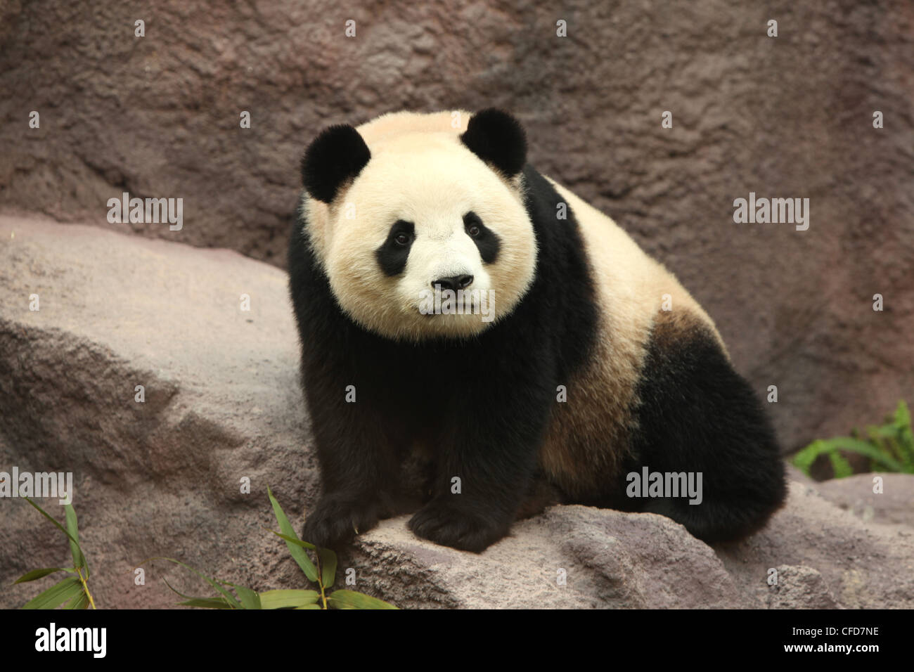 Giant Panda, Panda, Macau Panda's Pavillion, Macau Stock Photo - Alamy