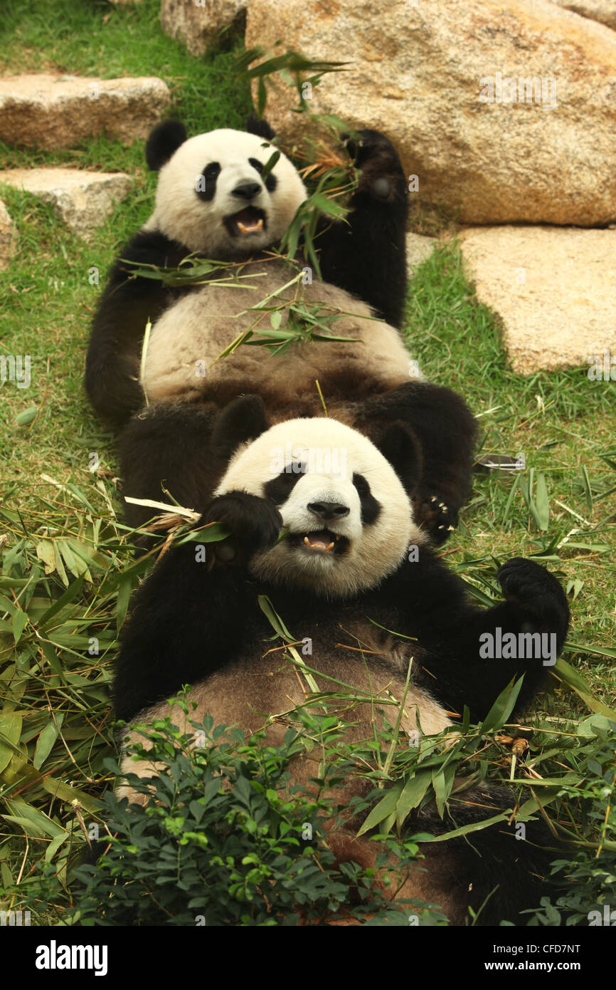 Giant Panda, Pandas, Macau Panda's Pavillion, Macau Stock Photo - Alamy