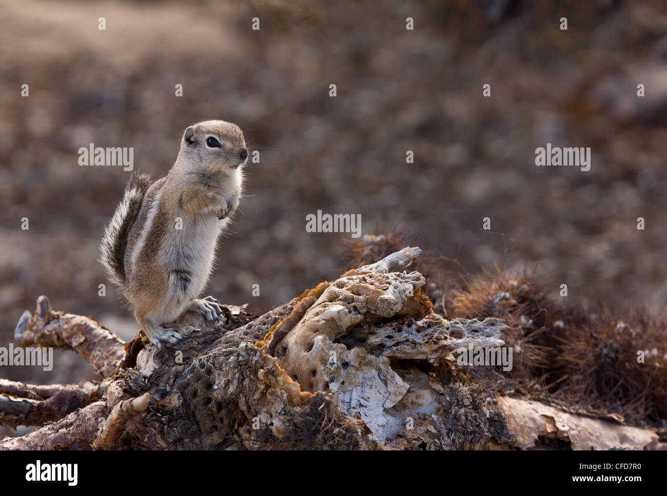 White-tailed antelope squirrel, Ammospermophilus leucurus. Mojave ...