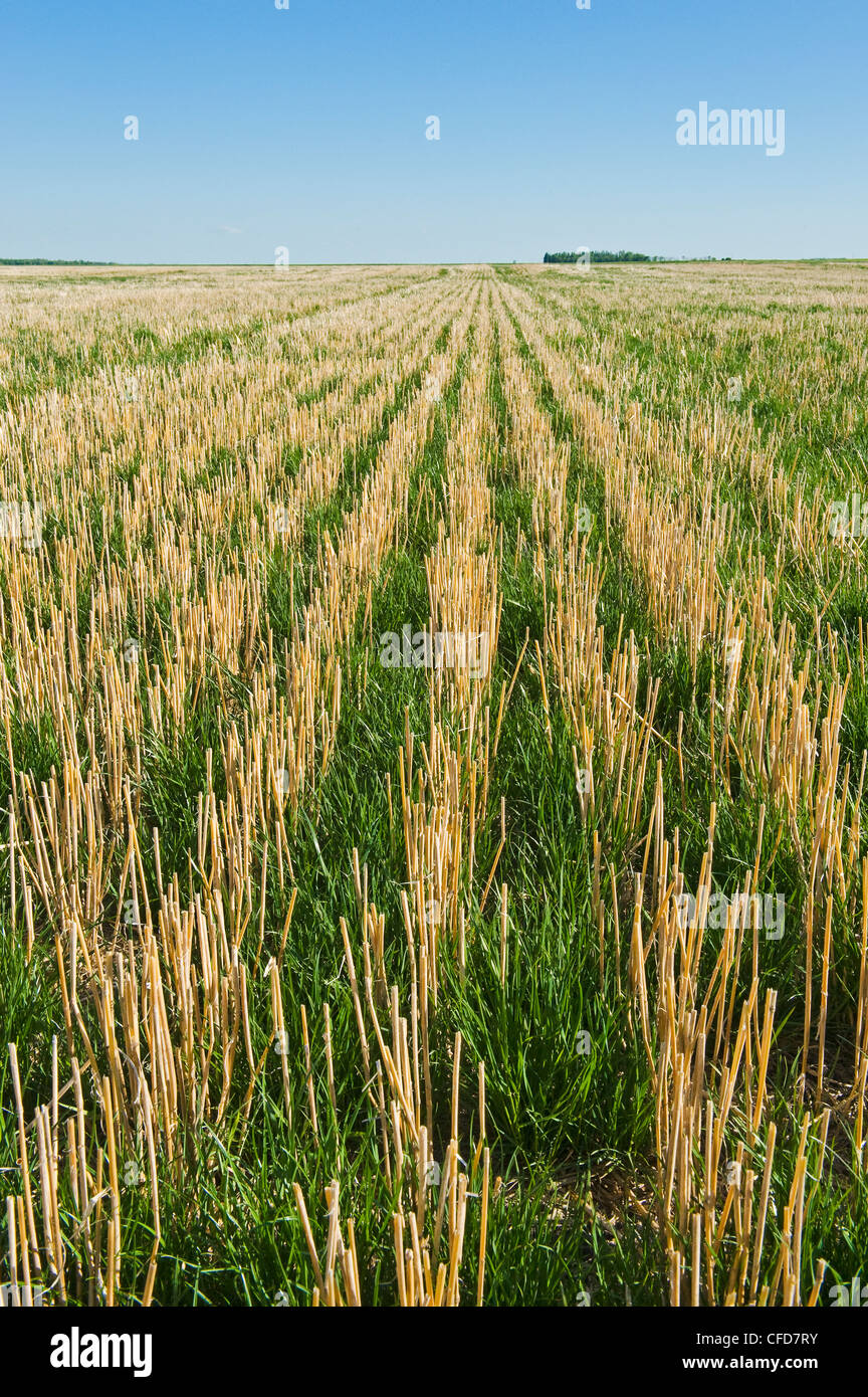 Rye Crop Field