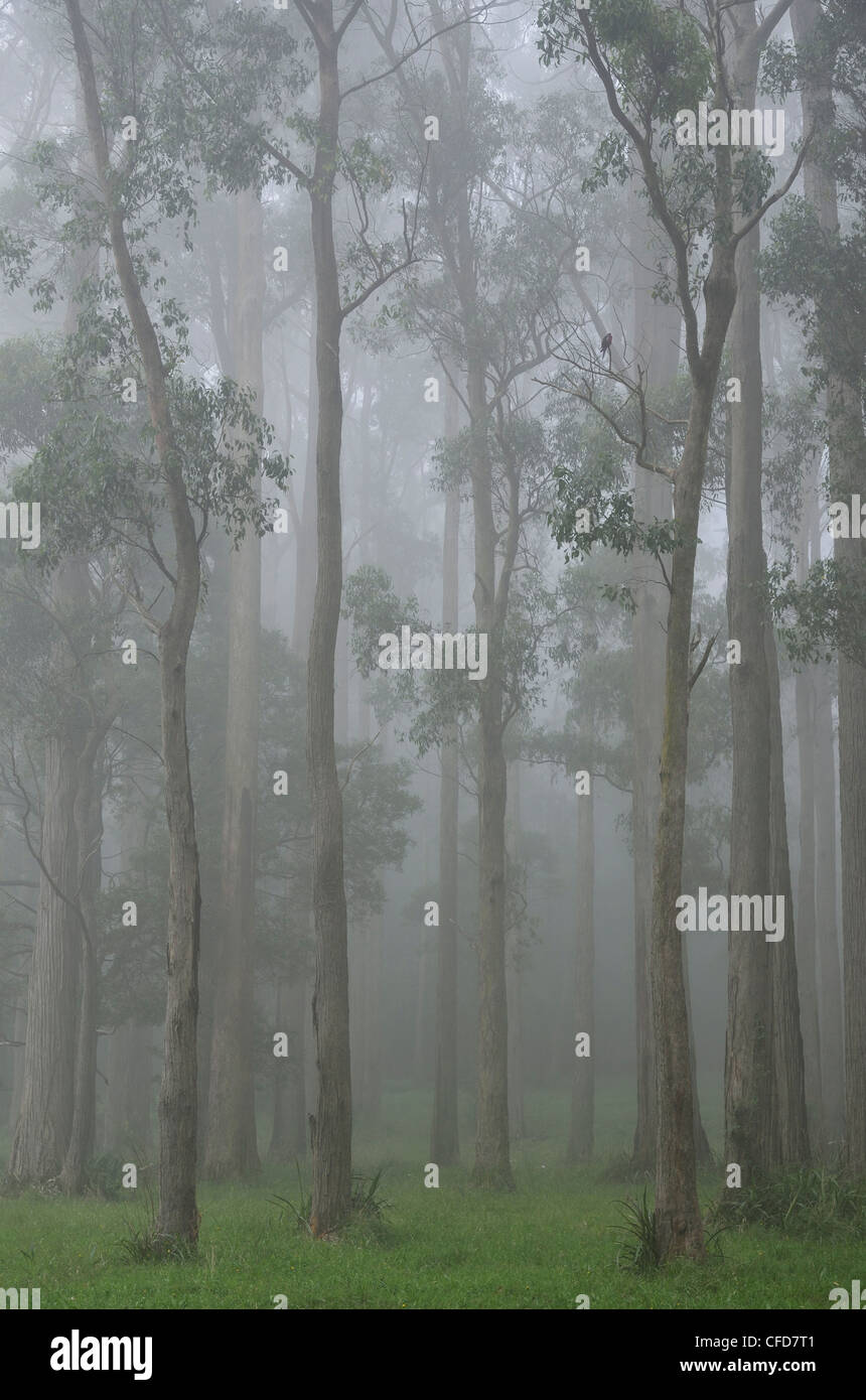 Mountain Ash forest in fog, Dandenong Ranges National Park, Dandenong ...