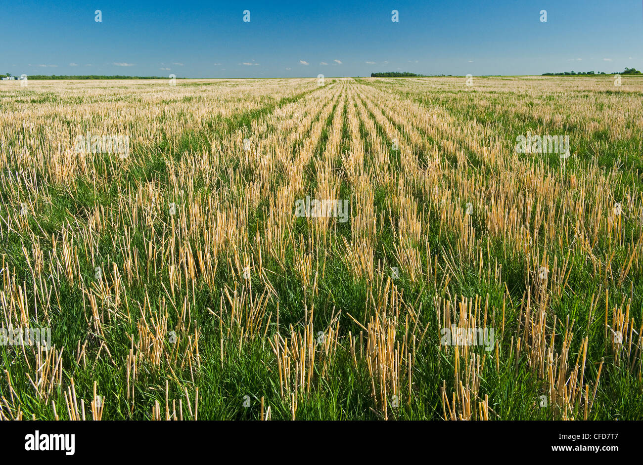 No till farming hi-res stock photography and images - Alamy