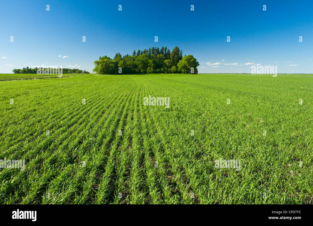 An early growth grain field near Carey, Manitoba, Canada Stock Photo ...