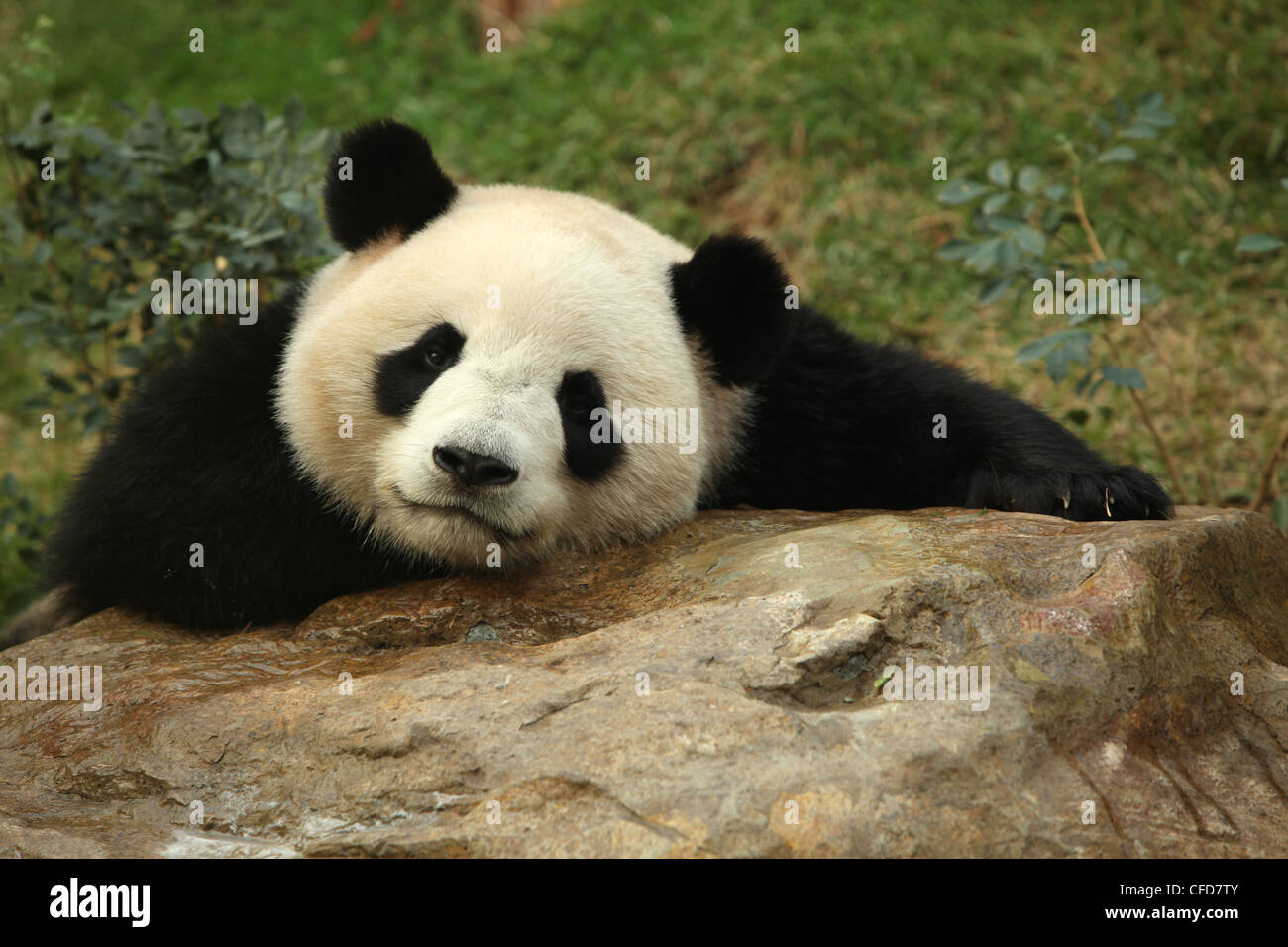 Giant Panda, Panda, Macau Panda's Pavillion, Macau Stock Photo - Alamy