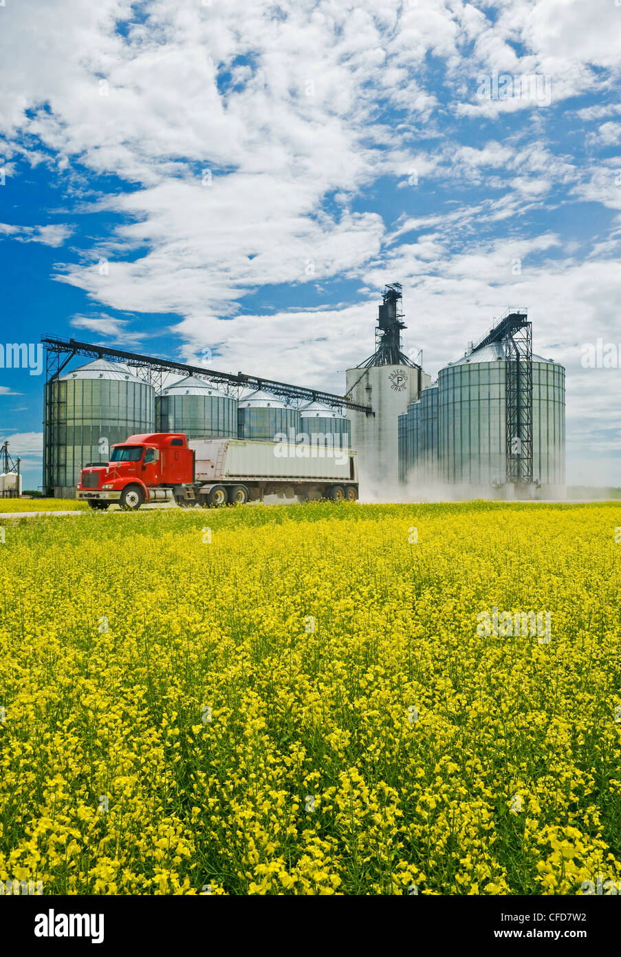 Bloom stage canola field with grain truck and inland grain terminal in ...