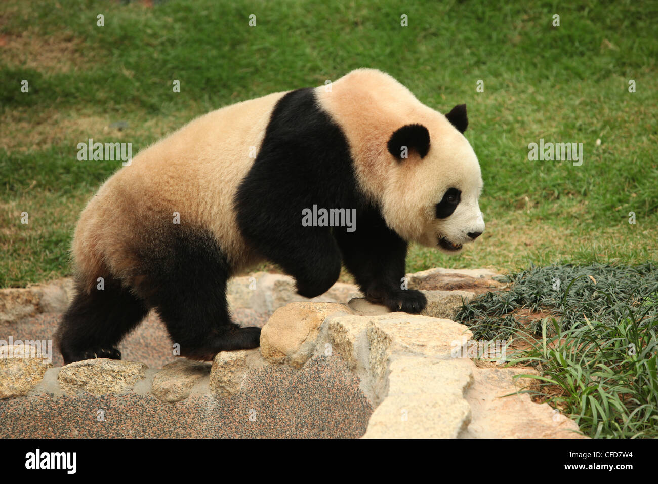 Giant Panda, Panda, Macau Panda's Pavillion, Macau Stock Photo - Alamy