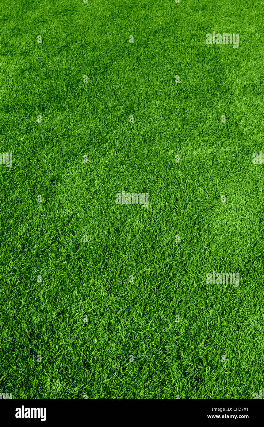 Photo of the beautiful green grass texture Stock Photo - Alamy