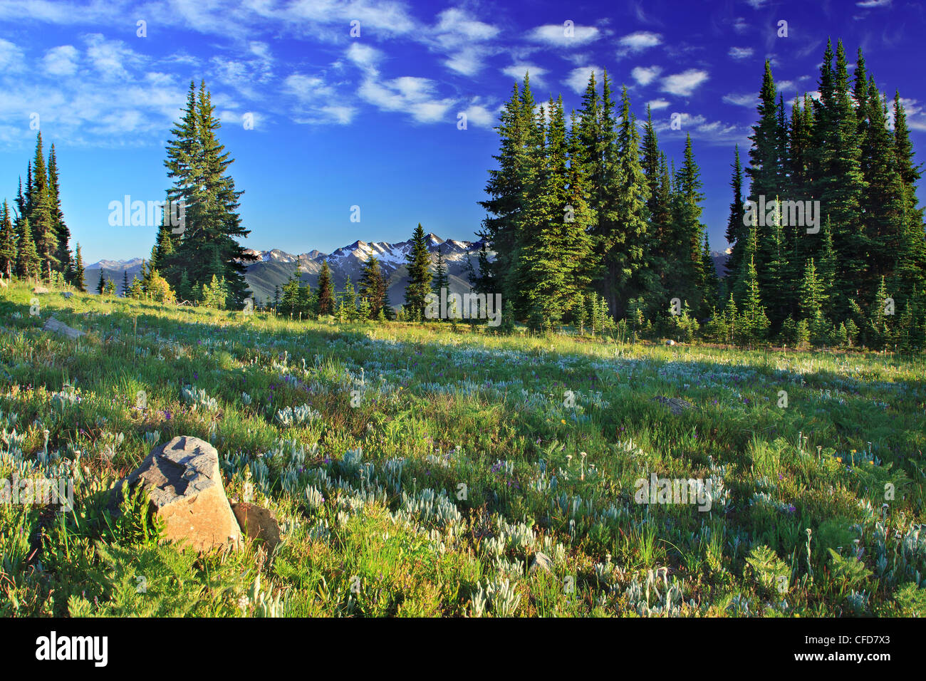 Mountain Meadow, Manning Provincial Park, British Columbia, Canada ...