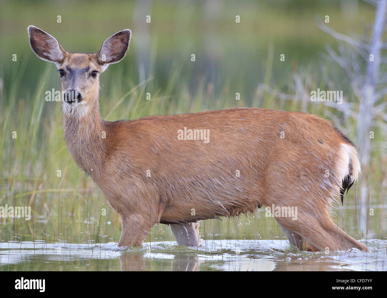 Mule Deer Doe (Odocoileus hemionus) walking through Owen Lake, near ...