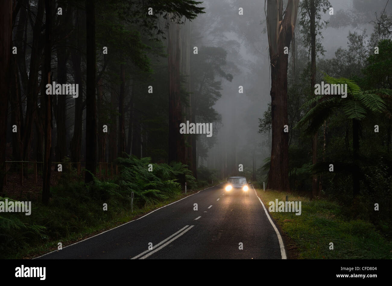 Mountain Ash forest in fog, Dandenong Ranges National Park, Dandenong ...