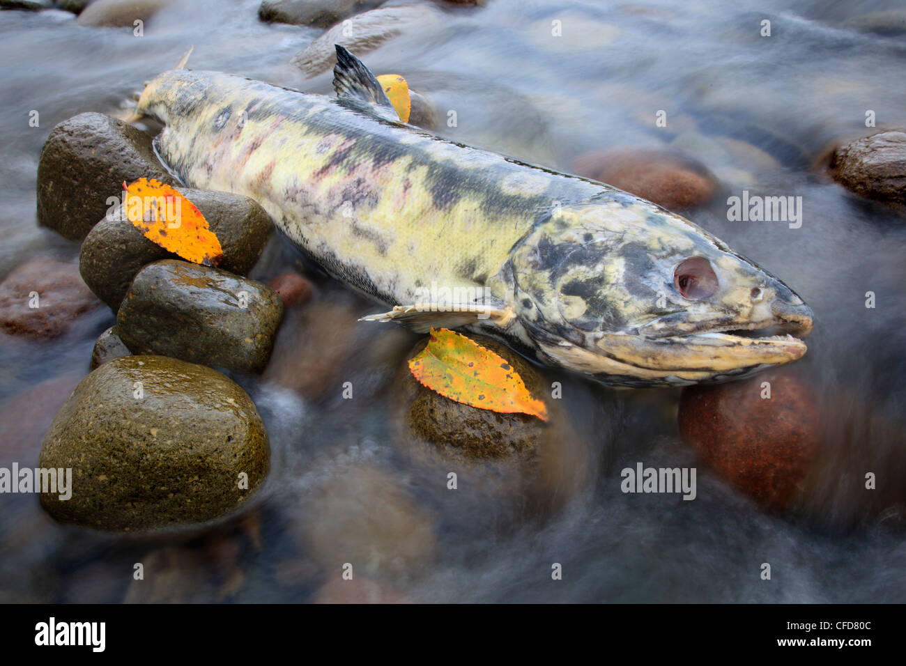 Dead Chum Salmon (Oncorhynchus keta), at mouth of the Cheakamus River ...