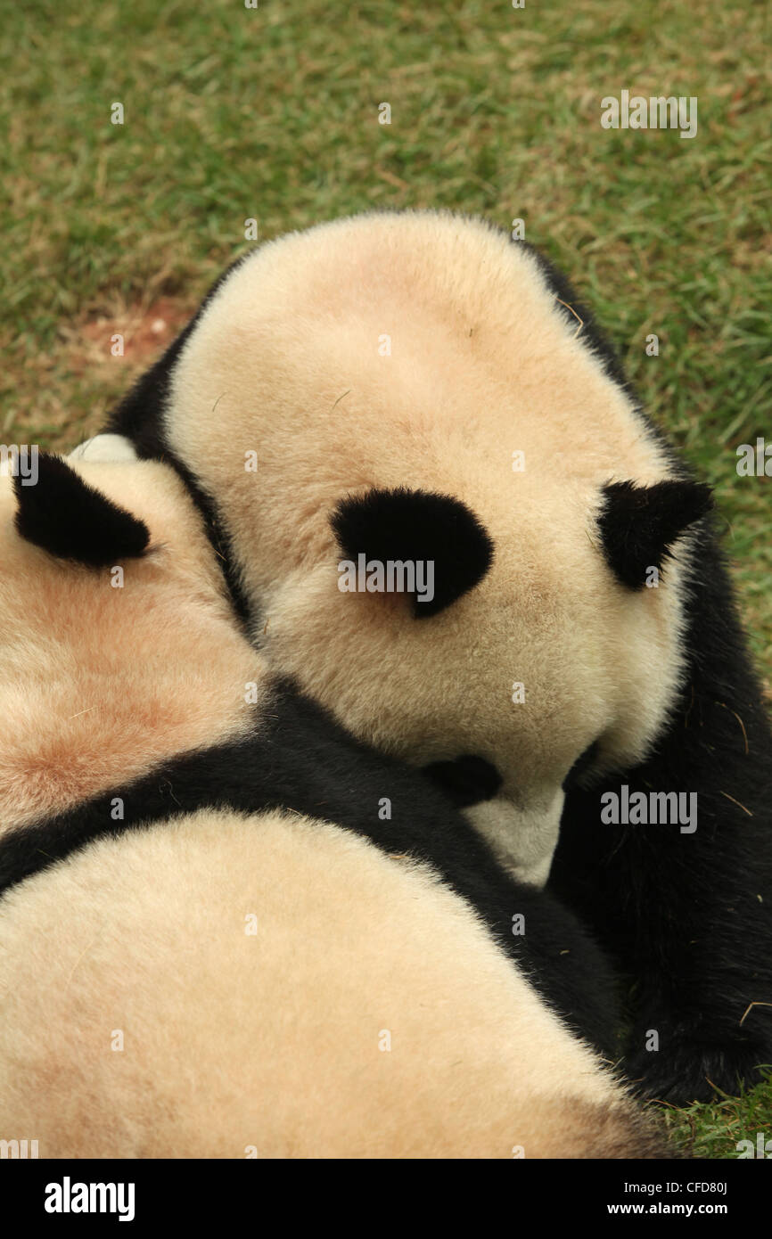 Giant Panda, Pandas, Macau Panda's Pavillion, Macau Stock Photo - Alamy