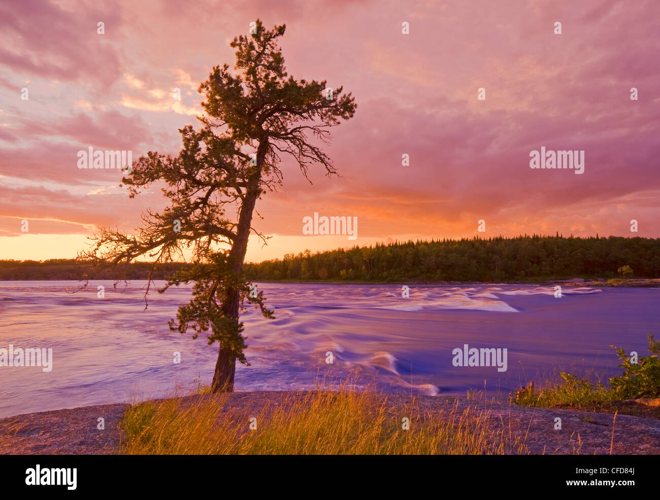 Lone pine tree, Sturgeon Falls, Whiteshell Provincial Park, Manitoba ...