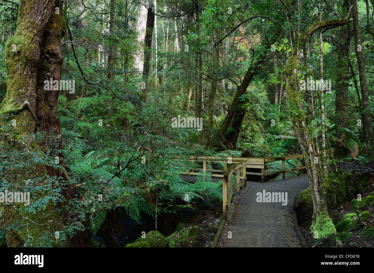 Walkway through temperate rainforest, Mount Field National Park, UNESCO ...