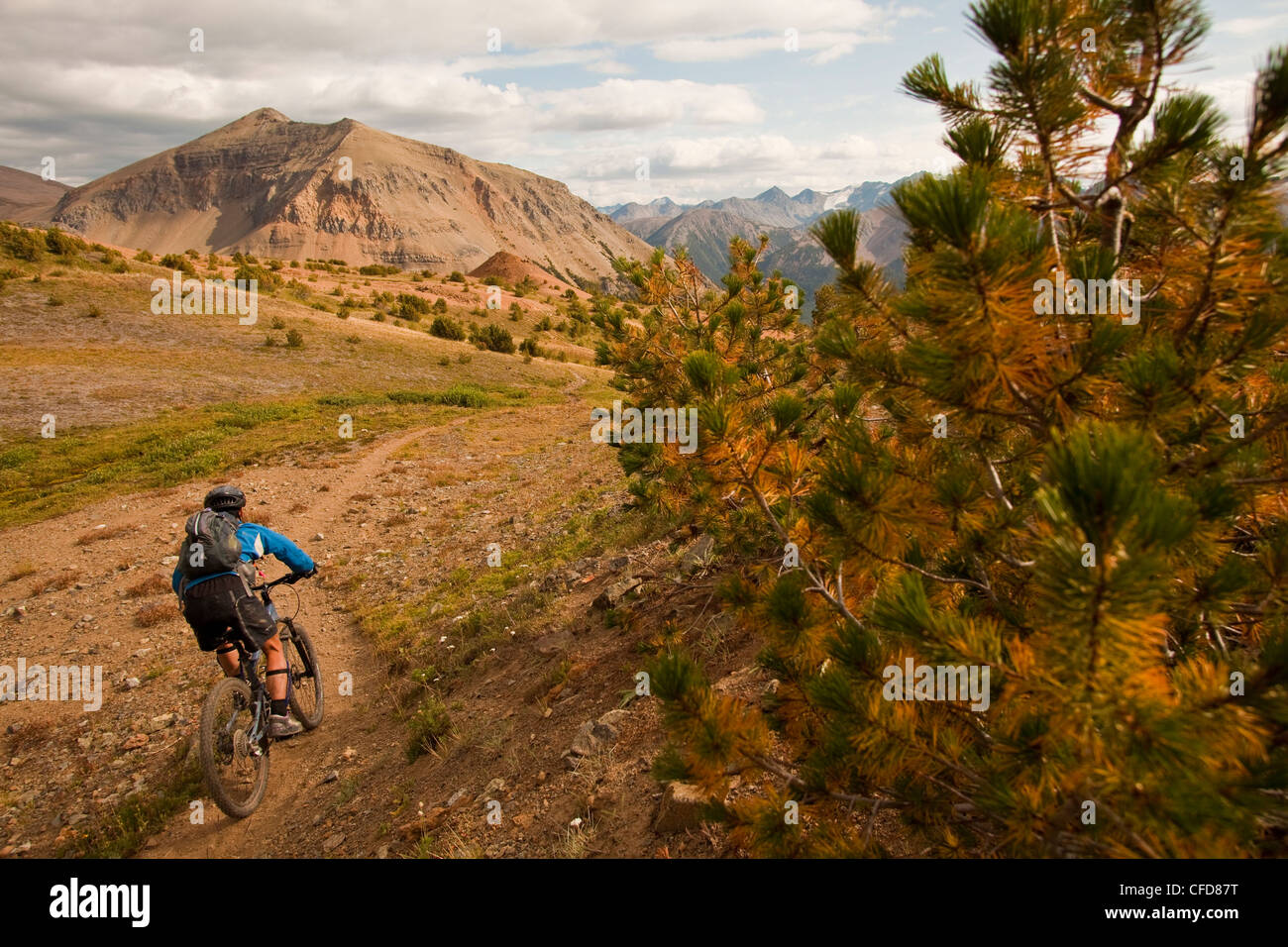 female mountain biker rides perfect singletrack Stock Photo - Alamy