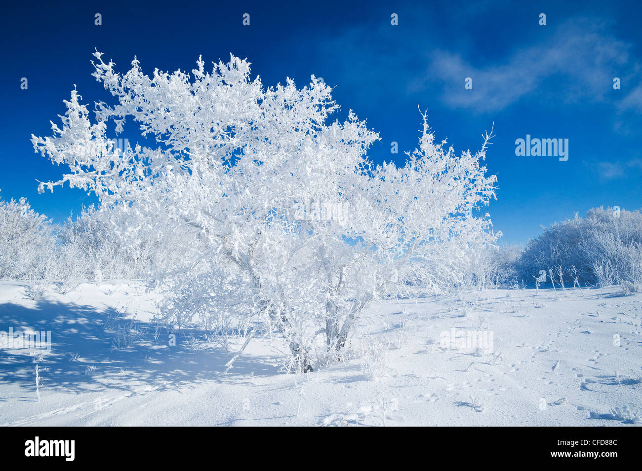 Estevan saskatchewan hi-res stock photography and images - Alamy