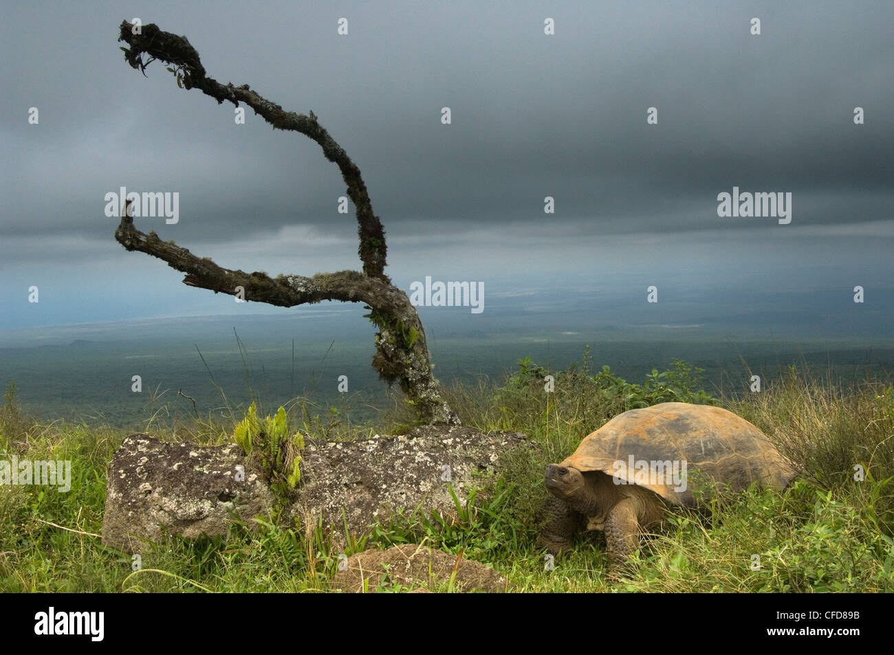 Galapagos giant tortoises alcedo volcano hi-res stock photography and ...