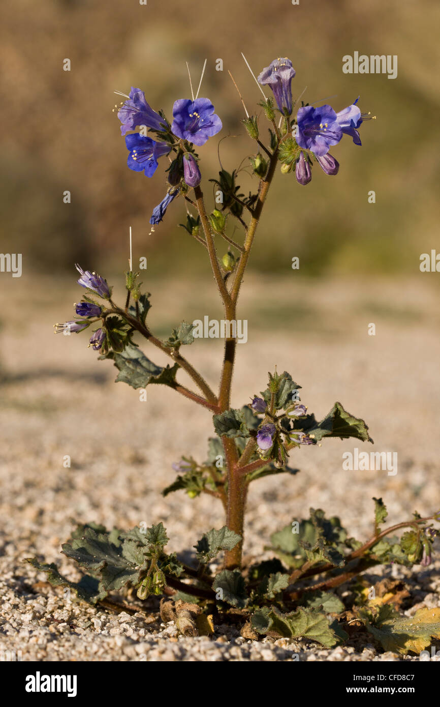 Phacelia campanularia hi-res stock photography and images - Alamy