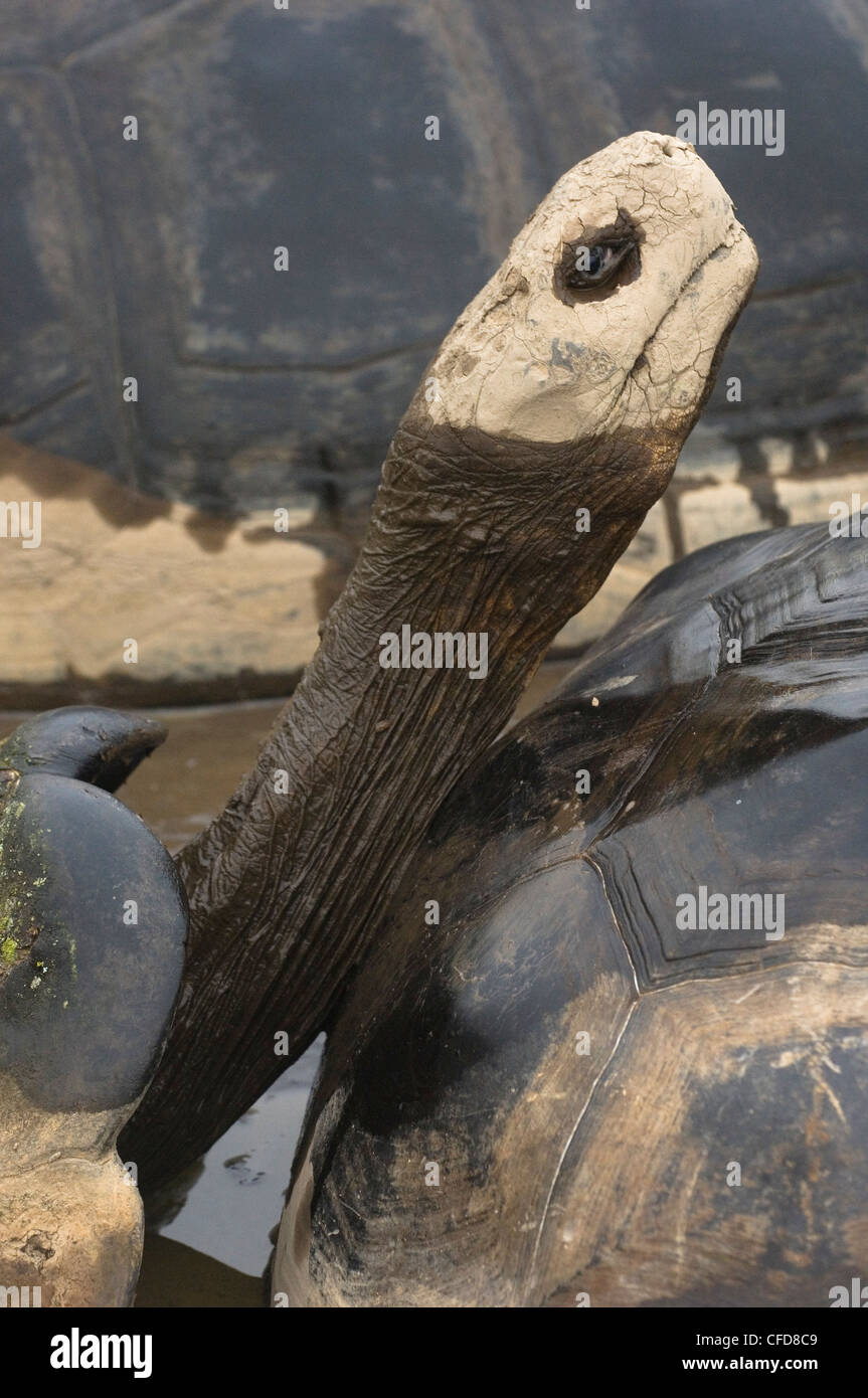 Galapagos Giant Tortoises Alcedo Volcano High Resolution Stock ...