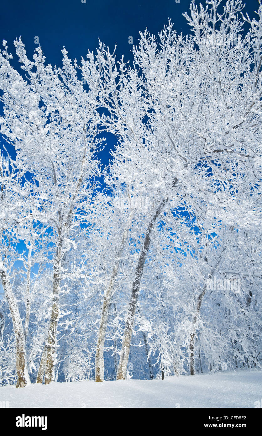 Estevan saskatchewan hi-res stock photography and images - Alamy