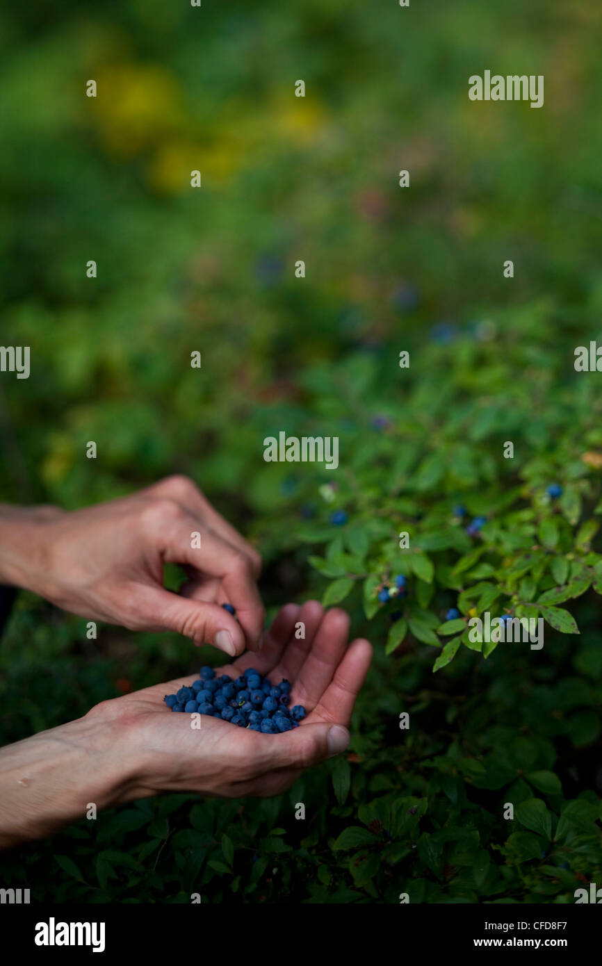Picking berries canada close up hi-res stock photography and images - Alamy