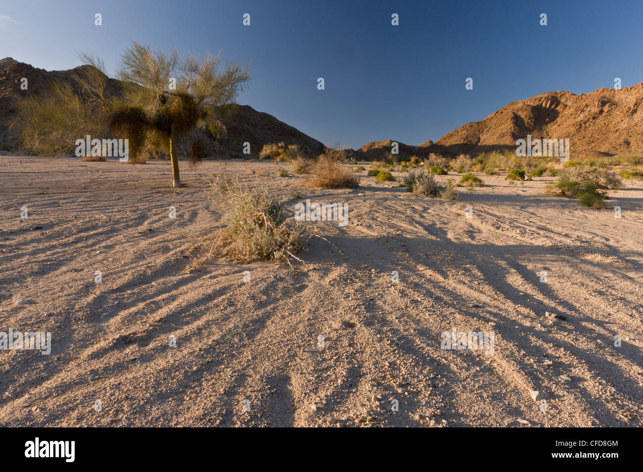 A desert wash, with Blue Palo Verde tree; Sylvia's Wash or Cottonwood ...