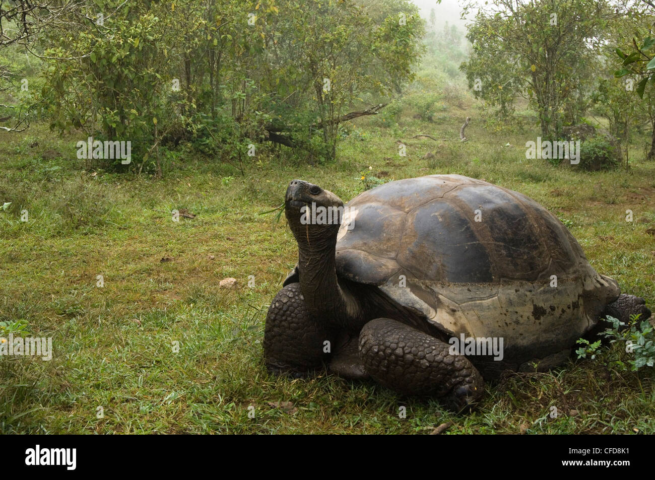 Galapagos Giant Tortoise, Alcedo Volcano crater floor, Isabela Island ...