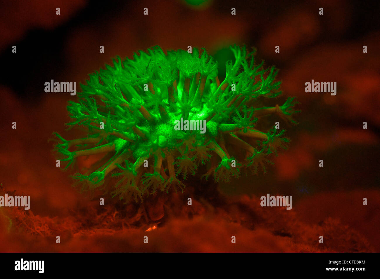 coral flourescing under uv light Stock Photo - Alamy