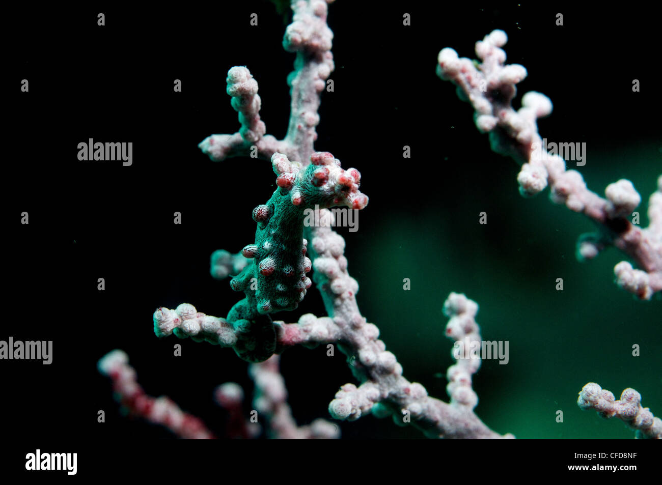 pygmy sea horse on gorgonian fan Stock Photo - Alamy