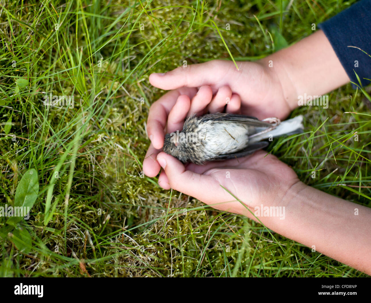 a boy cradles a dead bird Stock Photo - Alamy