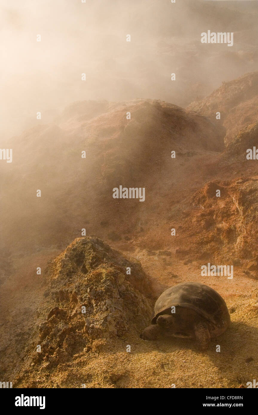 Galapagos Giant Tortoise and fumaroles, Alcedo Volcano, Isabela Island ...