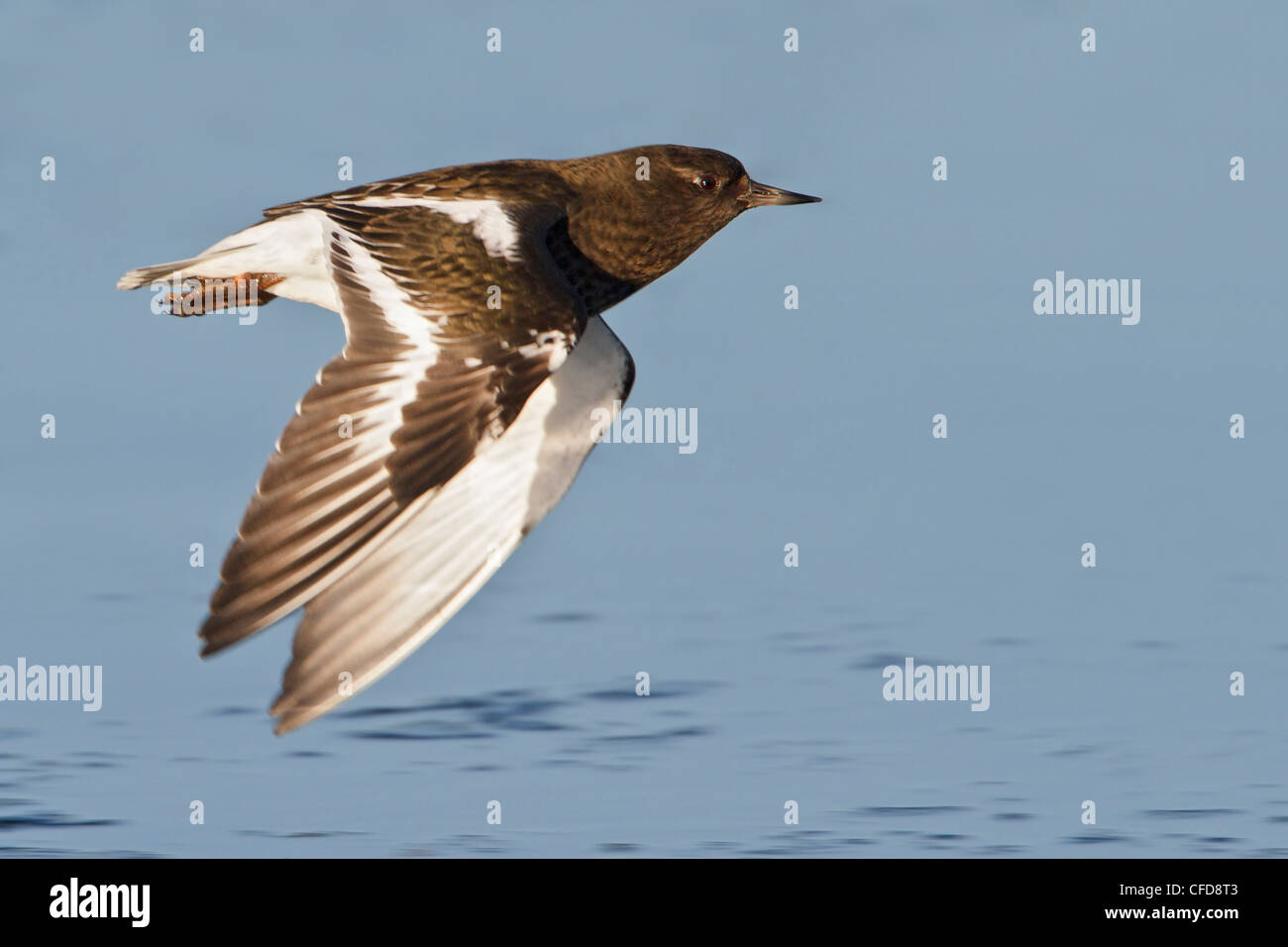 Black turnstone flying hi-res stock photography and images - Alamy