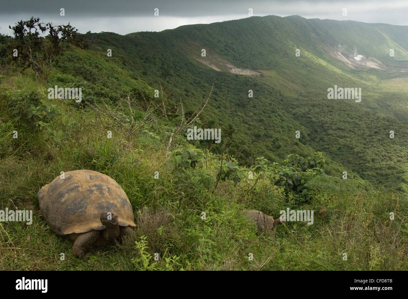 Alcedo Volcano High Resolution Stock Photography and Images - Alamy