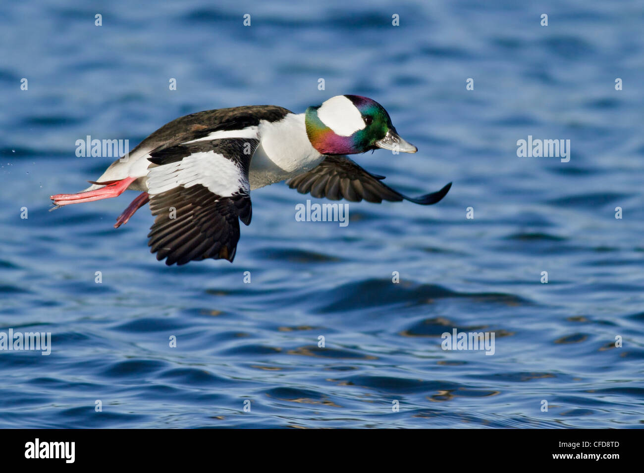 Bufflehead Flying