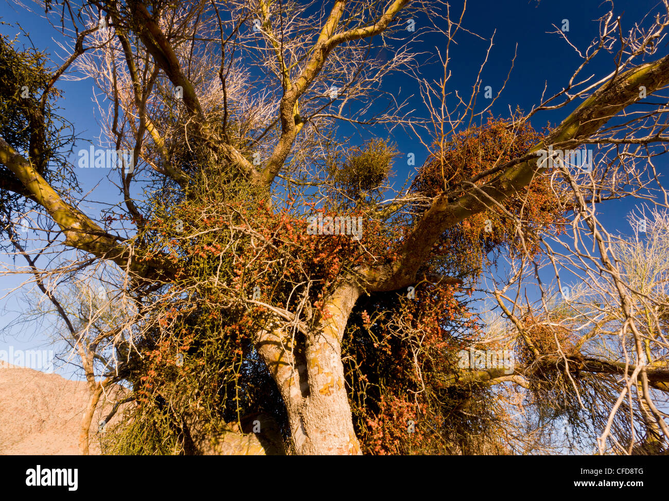 Desert mistletoe parasite hi-res stock photography and images - Alamy