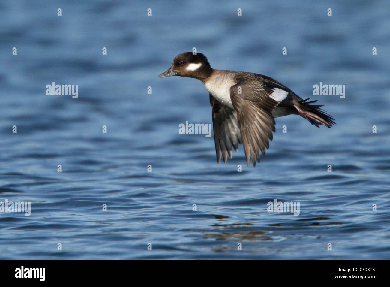 Bufflehead Flying