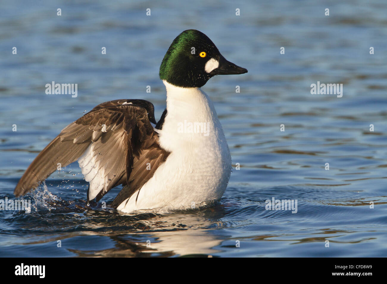 Common Goldeneye (Bucephala clangula) flying in Victoria, BC, Canada ...