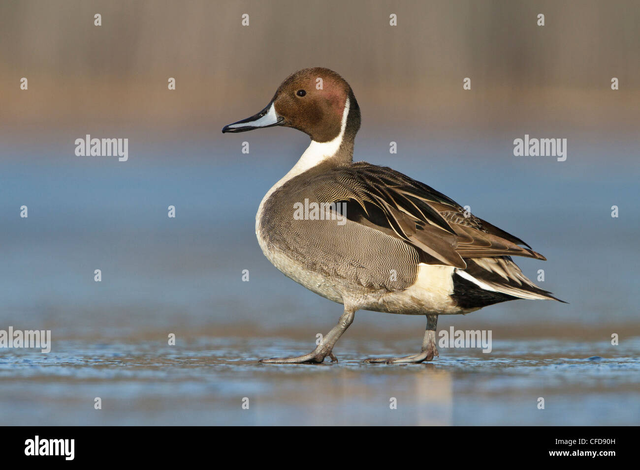 Northern Pintail (Anas acuta) standing on a frozen pond in Victoria, BC ...
