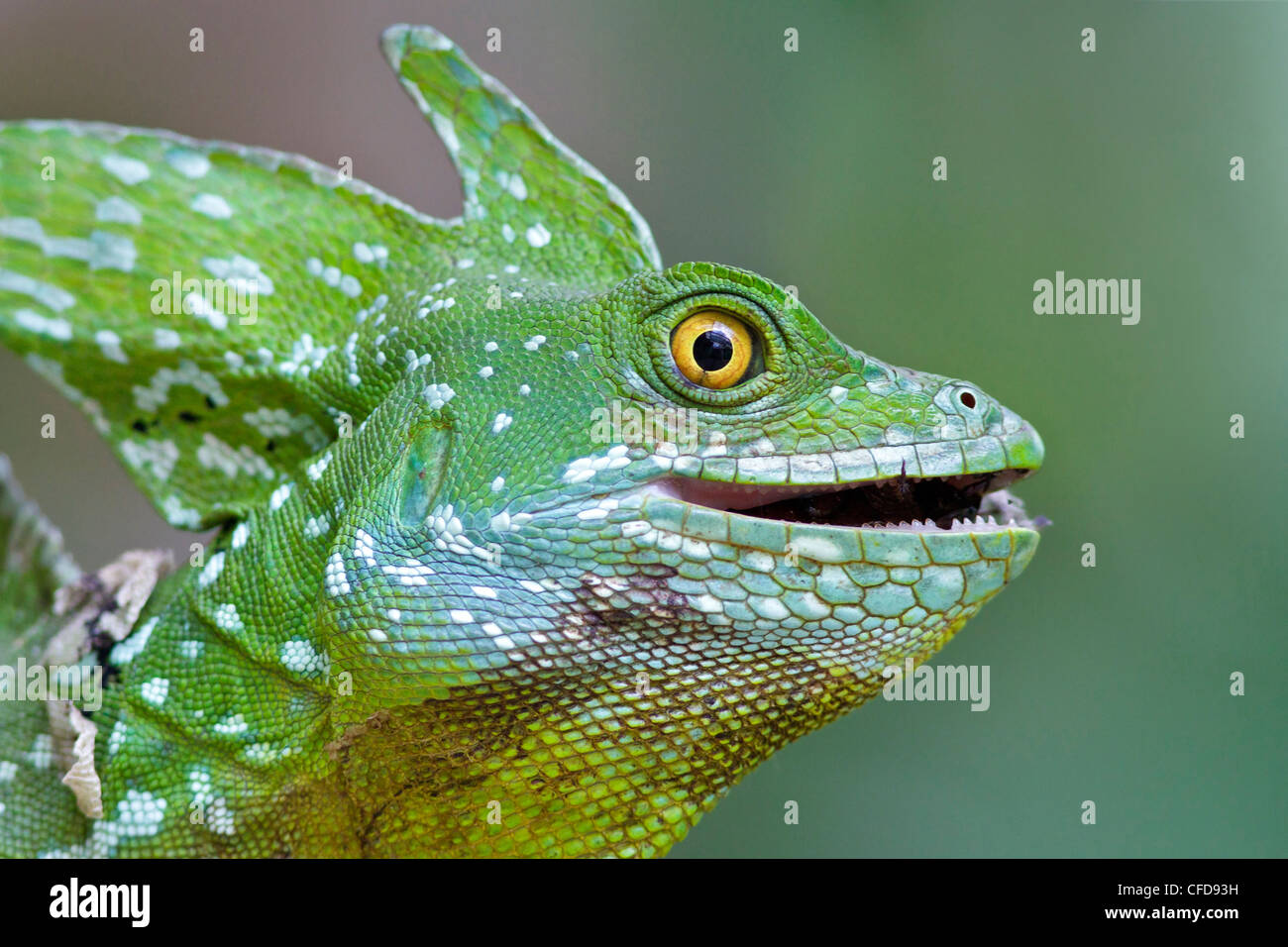 plumed basilisk, Basiliscus plumifrons, eating an insect in Costa Rica ...