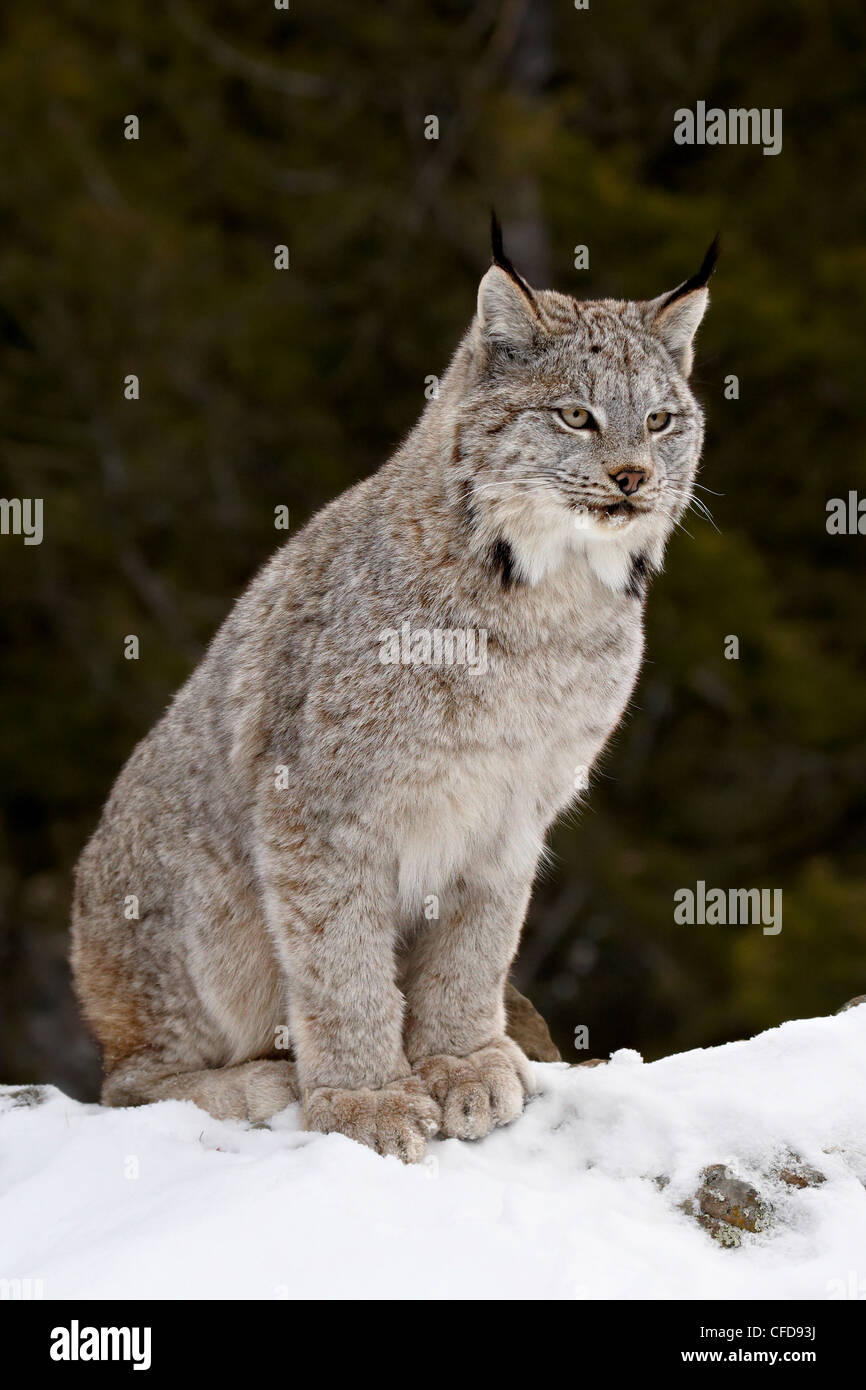 Canadian Lynx (Lynx canadensis) in the snow, in captivity, near Bozeman ...