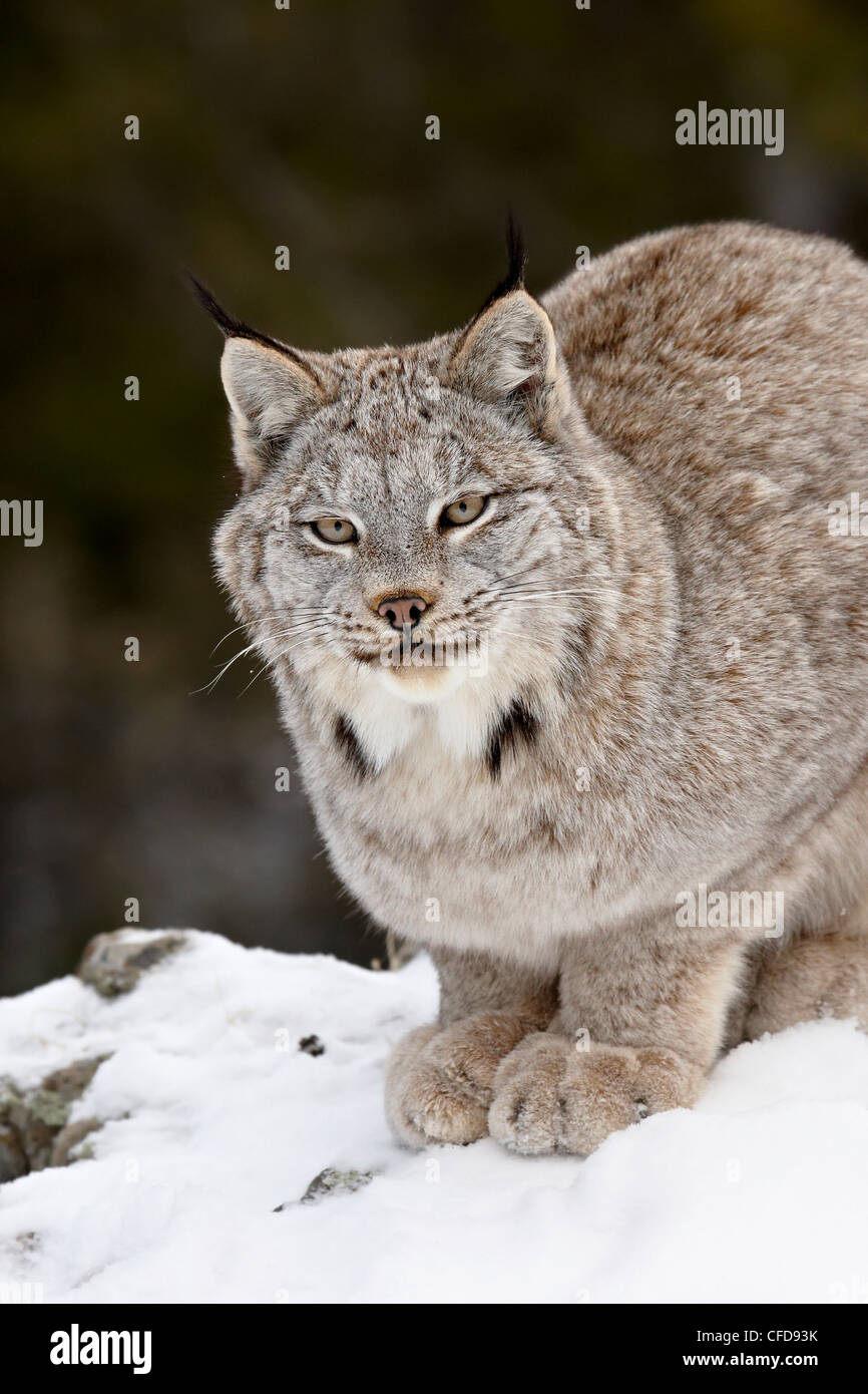 Canadian Lynx (Lynx canadensis) in the snow, in captivity, near Bozeman ...