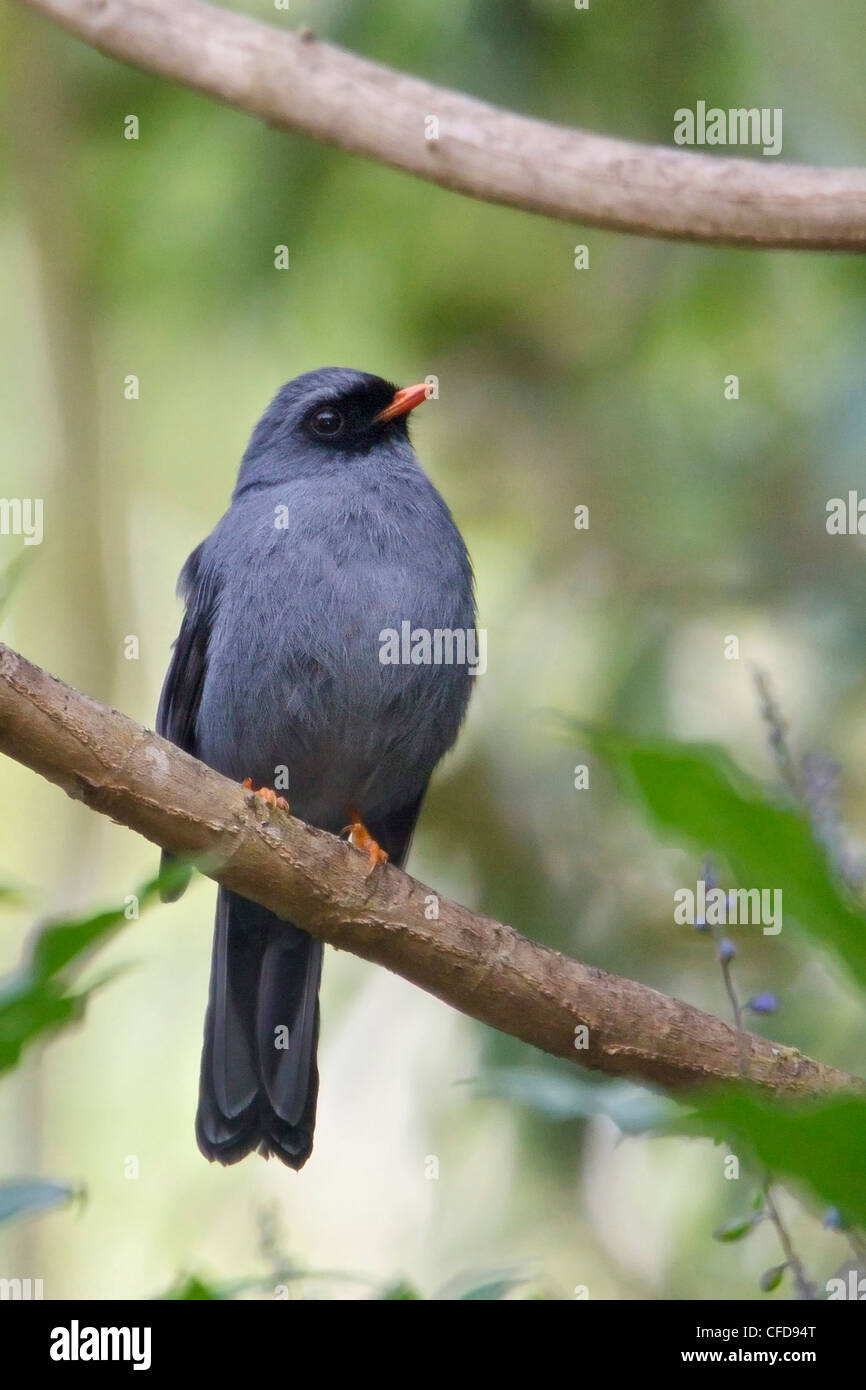 Black faced solitaire hi-res stock photography and images - Alamy
