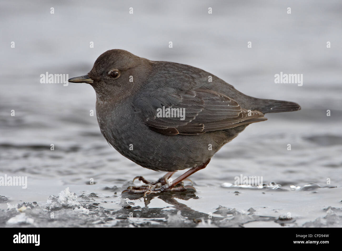 Water ouzel hi-res stock photography and images - Alamy
