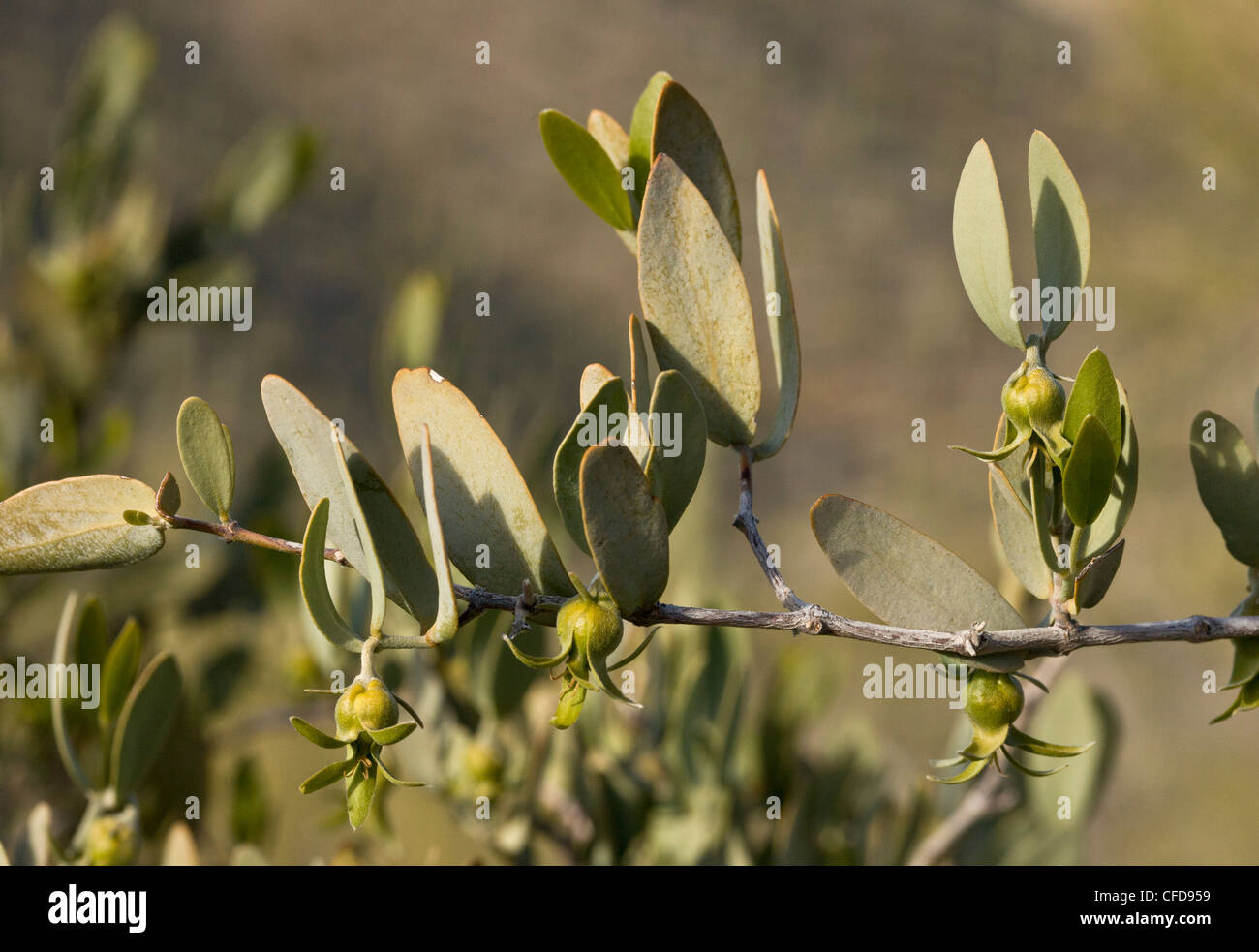 Jojoba, Simmondsia chinensis. Female flowers/developing fruit. Arizona ...